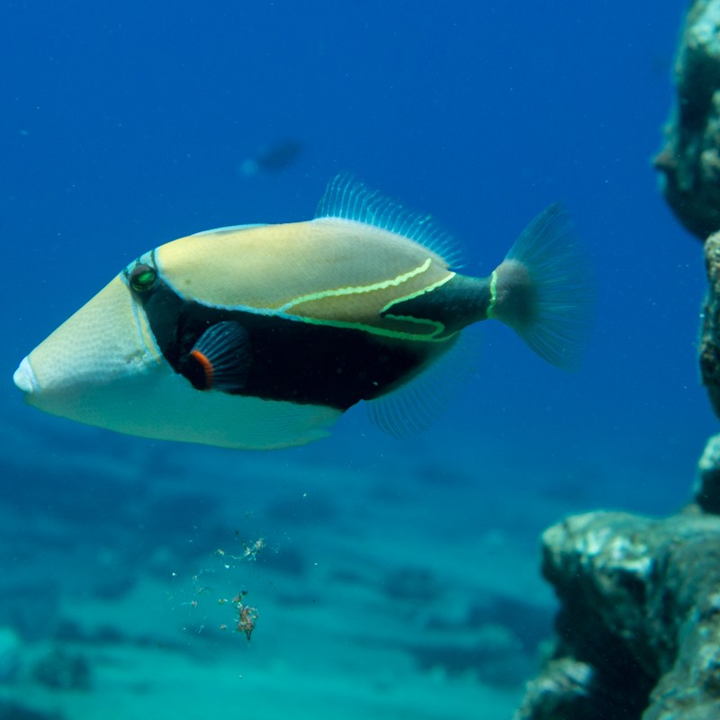 Niihau Boat Tours + NaPali Coast Boat Tour